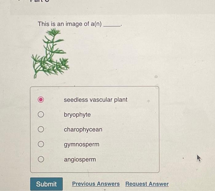 Solved This is an image of a(n) Submit seedless vascular | Chegg.com