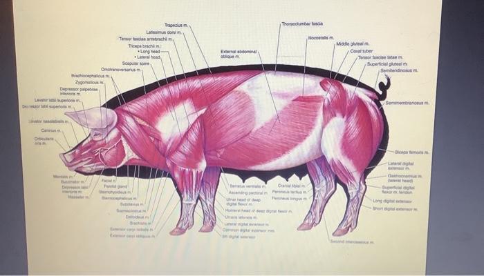 Solved Identify the muscles in the following cuts of | Chegg.com