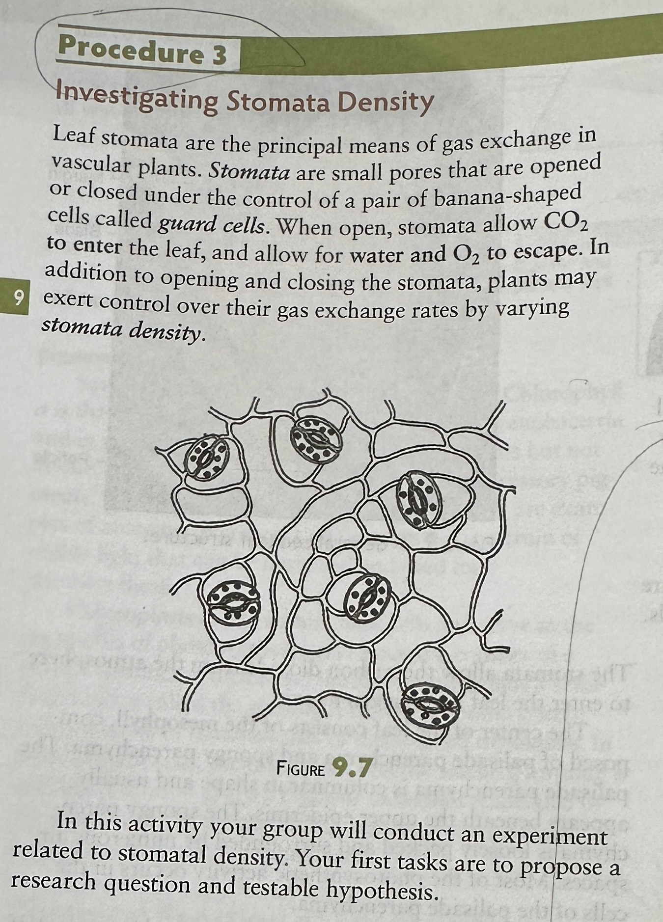 Solved Procedure 3Investigating Stomata DensityLeaf stomata | Chegg.com