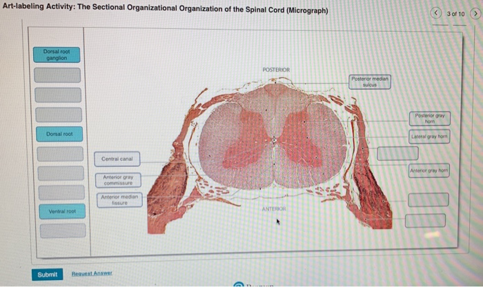 Solved Art-labeling Activity: The Sectional Organizational | Chegg.com