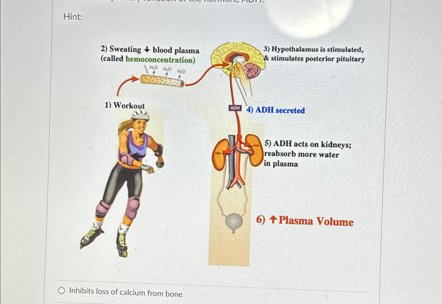 Solved Hint:Inhibits loss of calcium from bone | Chegg.com
