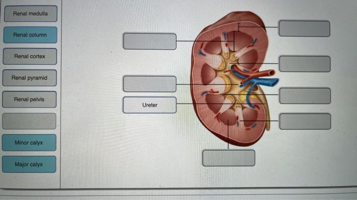 Solved Renal medulla Renal column Renal cortex Renal pyramid | Chegg.com