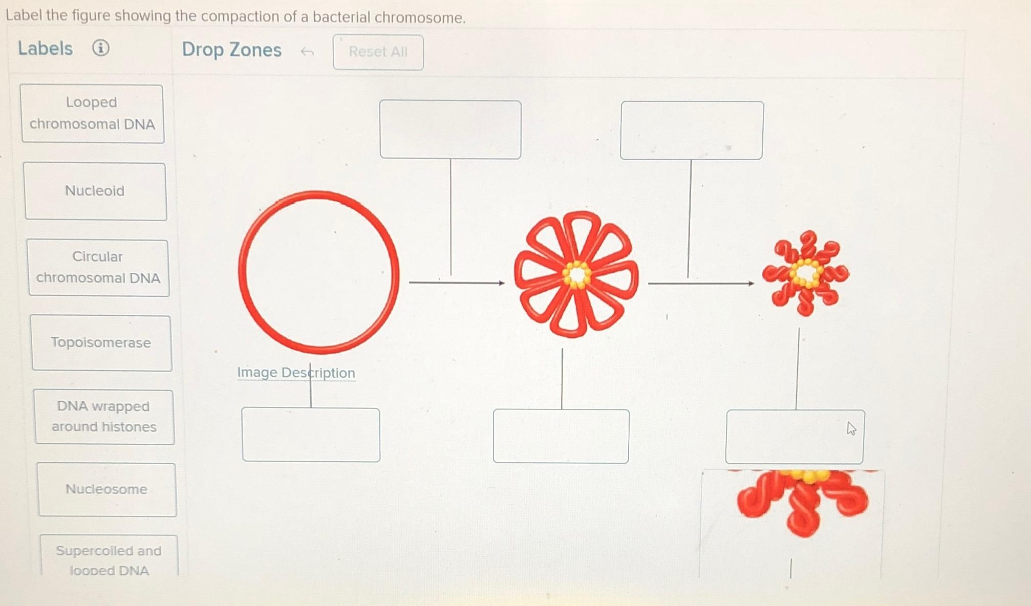 Label the figure showing the compaction of a | Chegg.com
