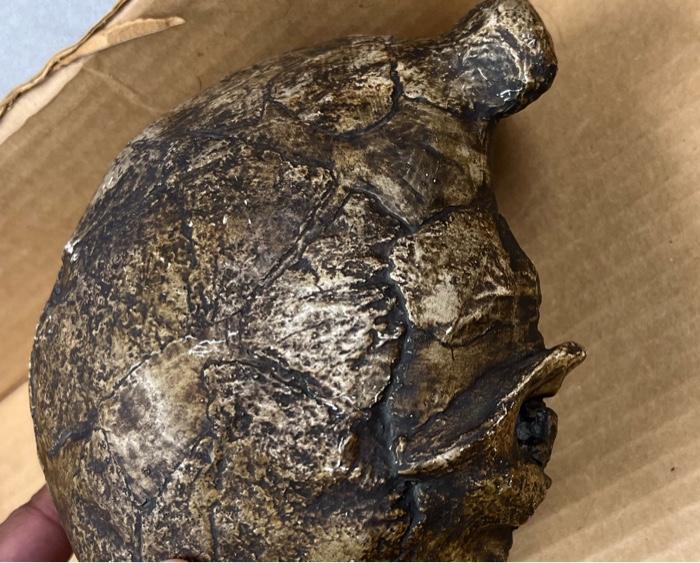 Characterize the form of the squamosal suture in H. | Chegg.com