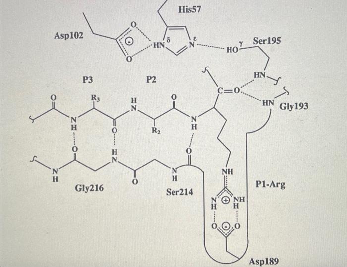 Solved His57 Asp102 His57 P3 P2 Ser195 1. Several amino | Chegg.com