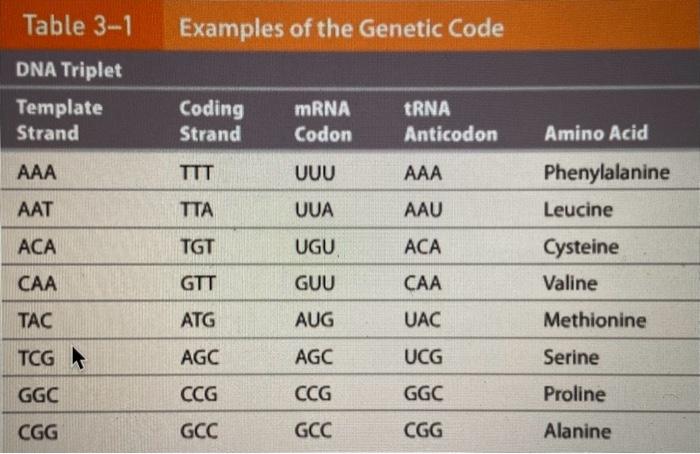 Solved A) Here is a segment of DNA bases ("template strand" | Chegg.com