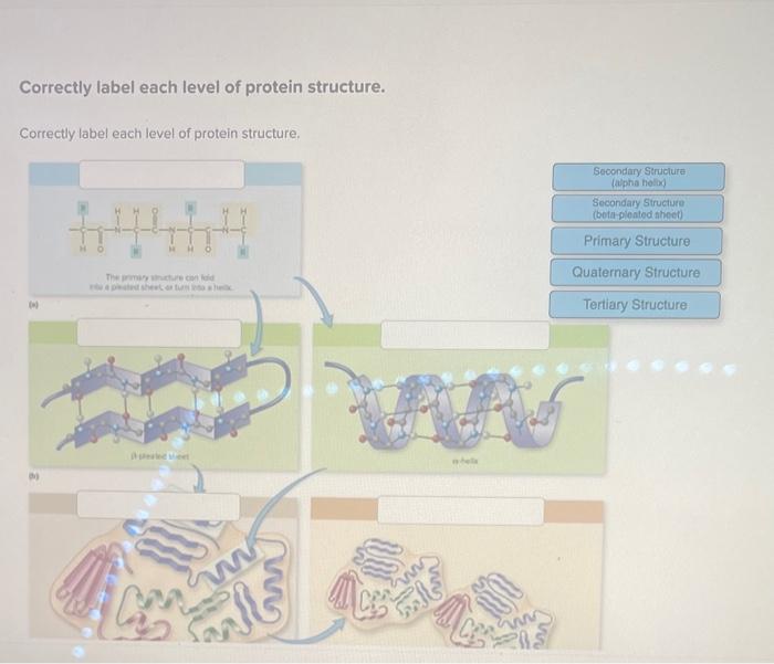 Solved Correctly label each level of protein structure. | Chegg.com