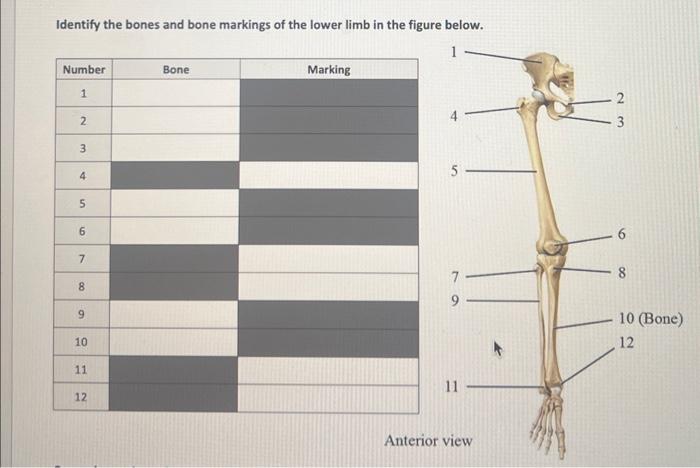 Solved Match the bones in column A with the features in | Chegg.com