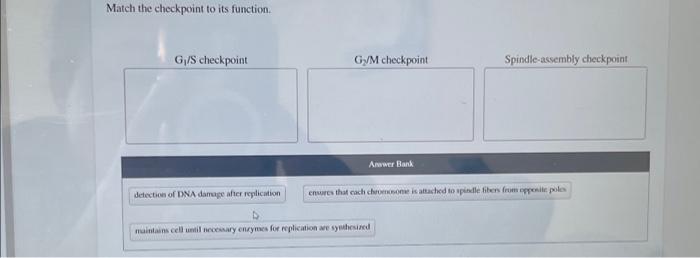 Solved Match the checkpoint to its function. G₁/S checkpoint | Chegg.com