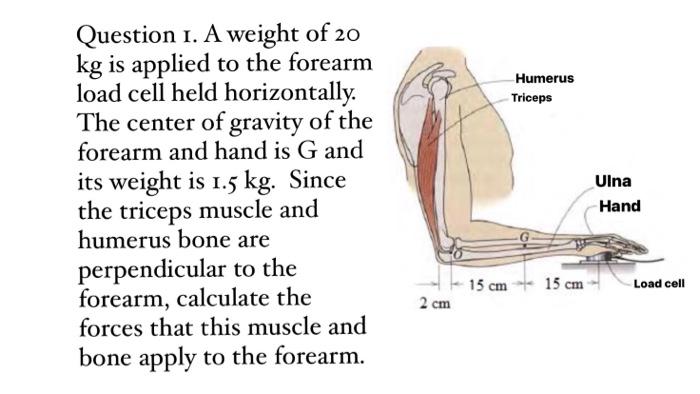 Solved Humerus Triceps Question 1. A weight of 20 kg is | Chegg.com