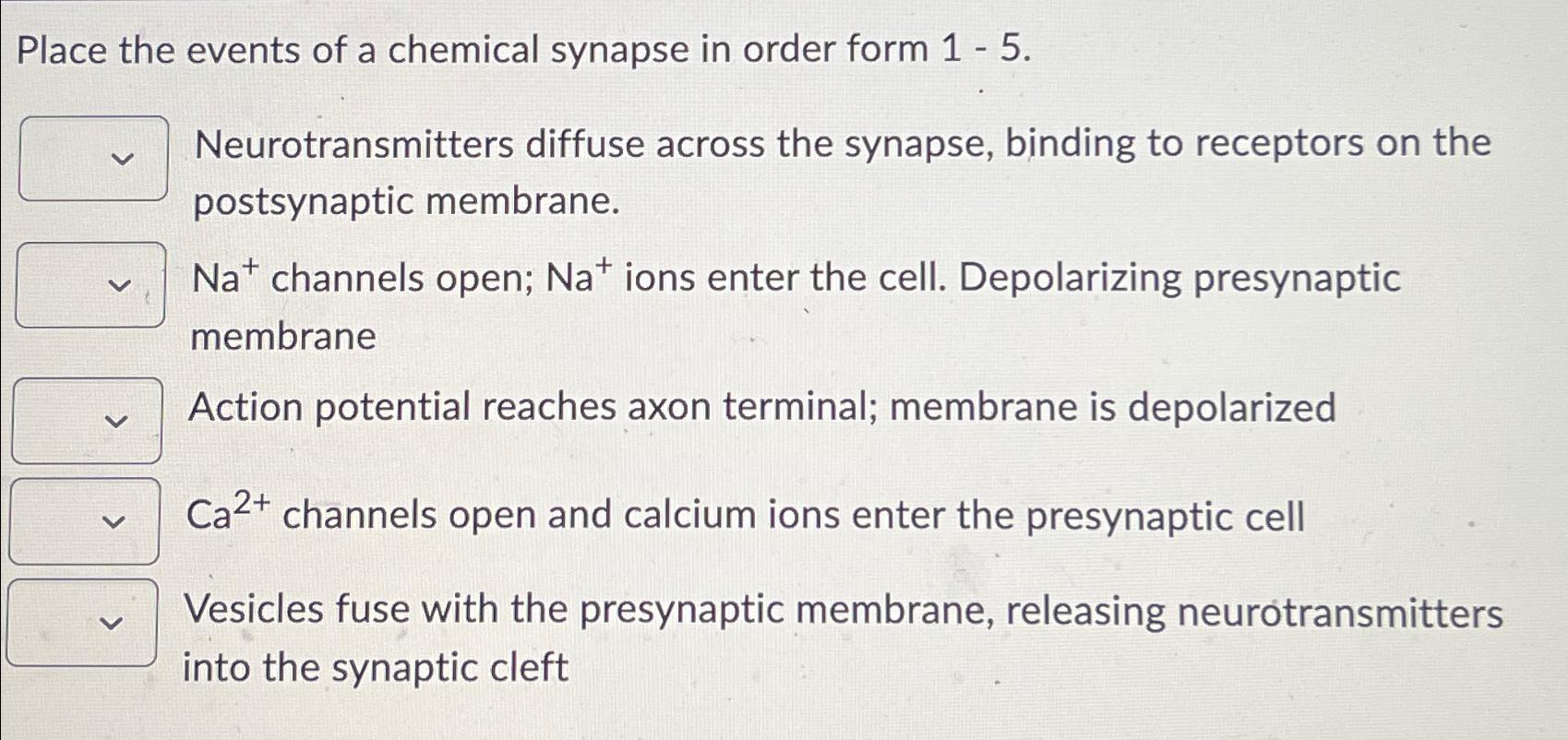 Solved Place the events of a chemical synapse in order form | Chegg.com