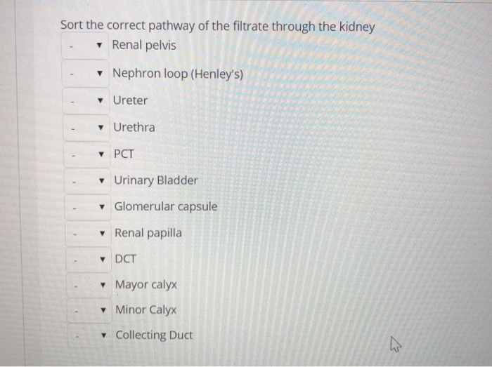 Solved Sort the correct pathway of the filtrate through the | Chegg.com
