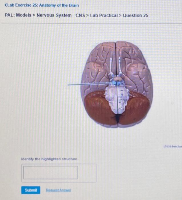 Solved Nervous System: CNS > Quiz > Question 19 Which | Chegg.com