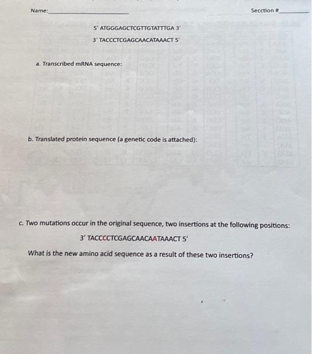 Solved a. Transcribed mRNA sequence: b. Translated protein | Chegg.com
