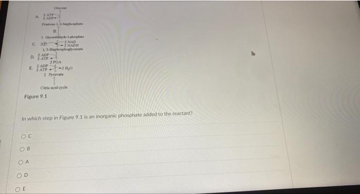 Solved Figure 9.1 illustrates some of the steps (reactions) | Chegg.com