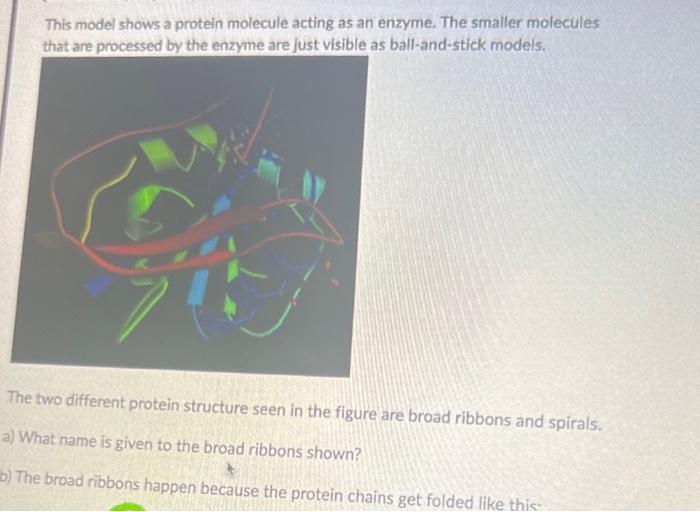 Solved This model shows a protein molecule acting as an | Chegg.com
