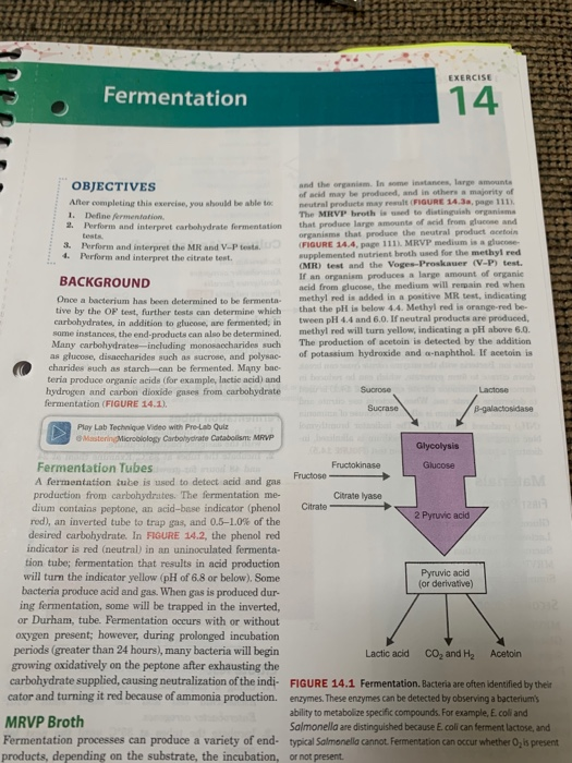 Solved EXERCISE Fermentation 14 OBJECTIVES and the organism. | Chegg.com