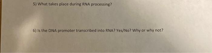 Solved 5) What takes place during RNA processing? 6) Is the | Chegg.com