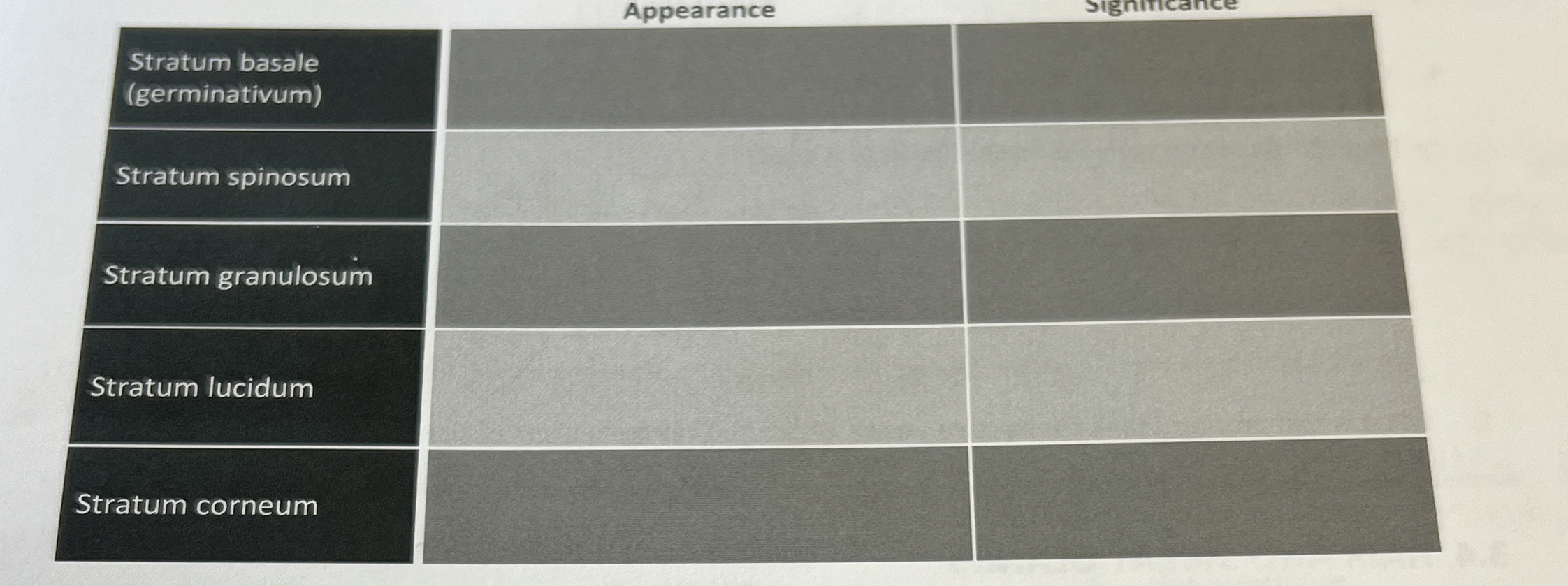 Solved AppearanceStratum basale (germinativum)Stratum | Chegg.com