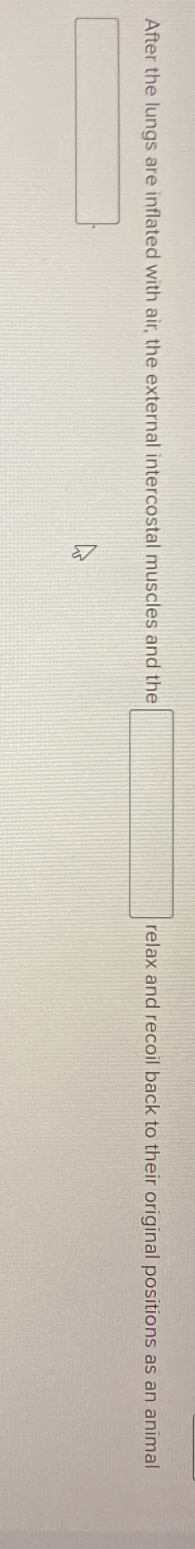 Solved After the lungs are inflated with air, the external | Chegg.com