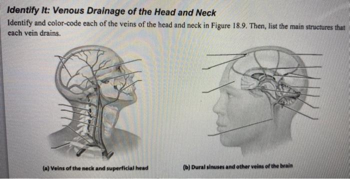 identify the Venous drainage of the head and the neck | Chegg.com