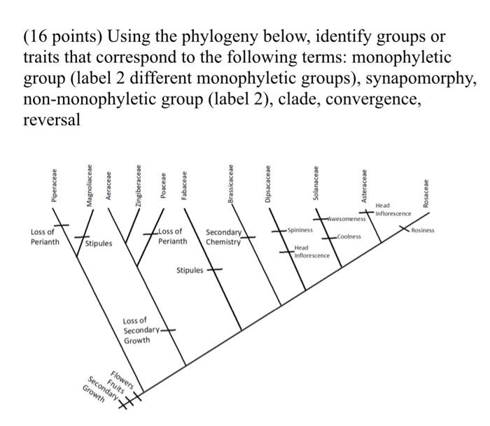 Solved (16 points) Using the phylogeny below, identify | Chegg.com