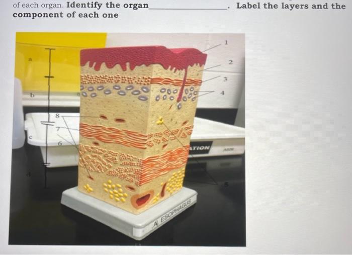 Solved of each organ. Identify the organ Label the layers | Chegg.com
