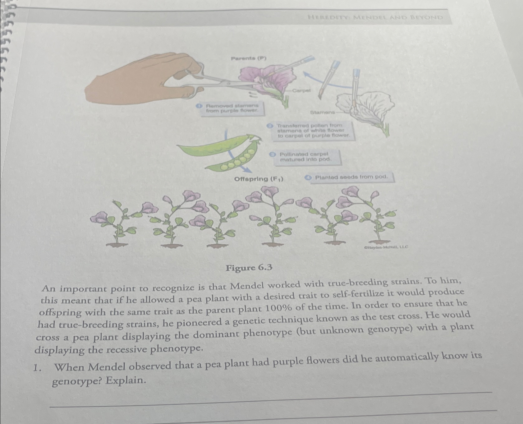 Solved HEREDTV: MENDEL AND BFYONDFigure 6.3An important | Chegg.com