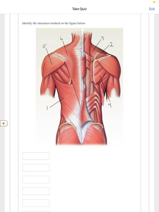 Solved Using Figure 1, name muscles labeled 1,2,3,4 and 5. 1 | Chegg.com Solved Using Figure 1, name muscles labeled 1,2,3,4 and 5. 1 | Chegg.com