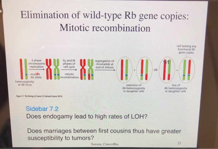 Solved Elimination of wild-type Rb gene copies: Mitotic | Chegg.com