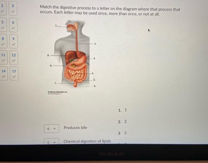 Solved 2 3 Match the digestive process to a letter on | Chegg.com