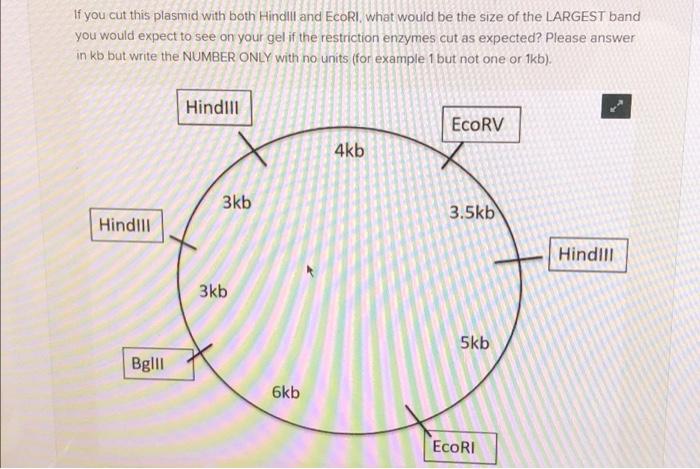 Solved If you cut this plasmid with both Hindill and EcoRI, | Chegg.com