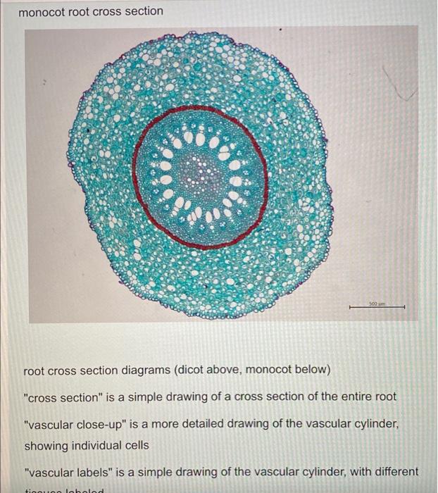 Solved dicot root cross section 100 monocot root cross | Chegg.com