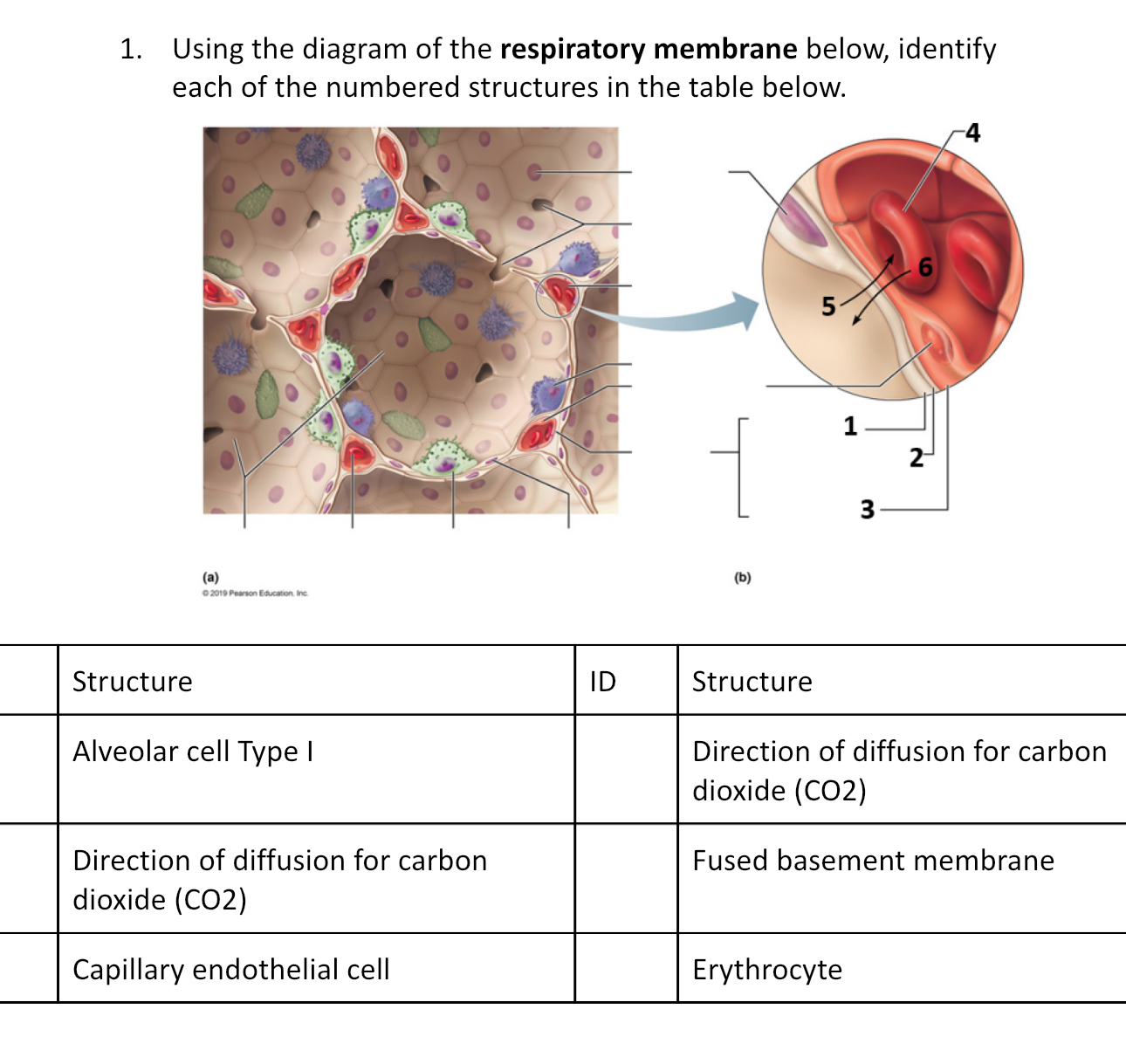Solved Using the diagram of the respiratory membrane below, | Chegg.com