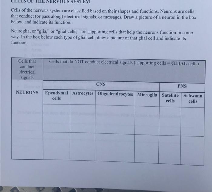 Solved Cells of the nervous system are classified based on | Chegg.com
