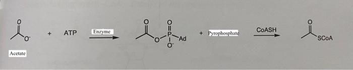 Solved OE ATP Enzyme COASH O=a-O + Pyrophosphate Ad SCOA | Chegg.com