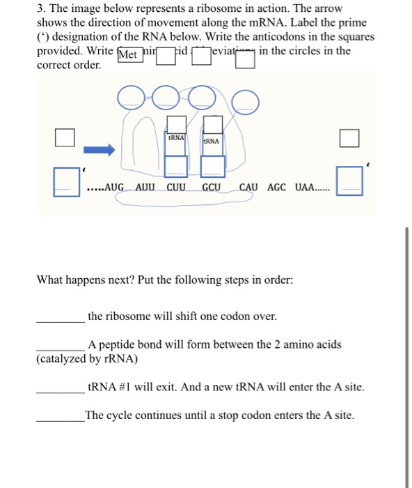 Solved 1. Use the following DNA strand: TAC GTC ACG AGA TGA | Chegg.com
