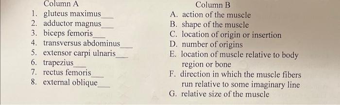 Solved Column A Column B 1. gluteus maximus A. action of the | Chegg.com