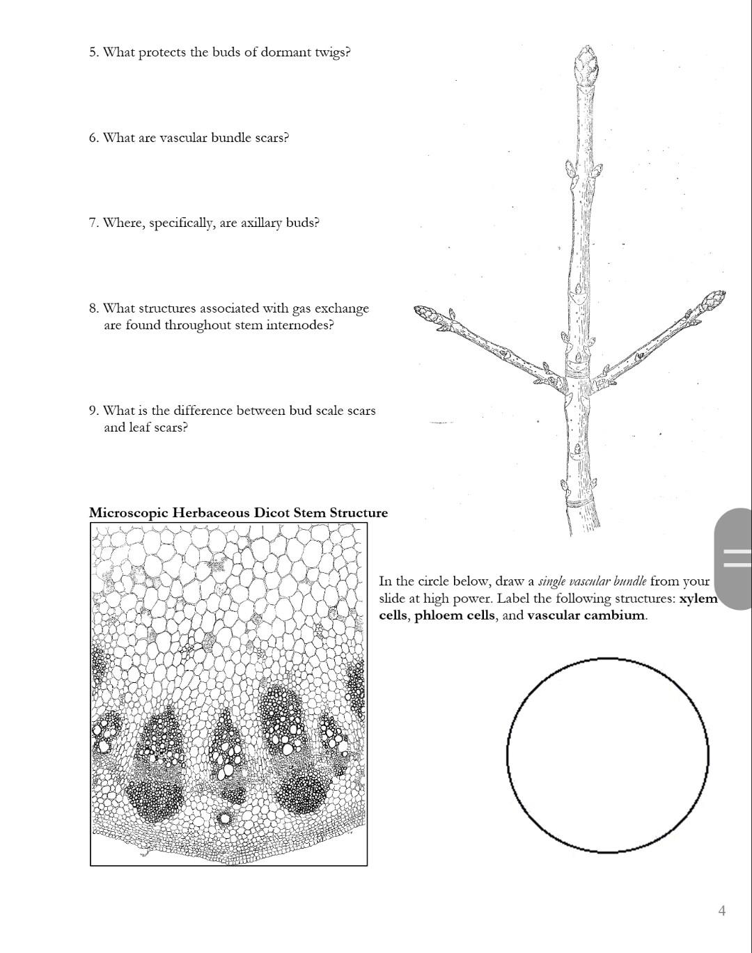 Solved 5. What protects the buds of dormant twigs? 6. What | Chegg.com