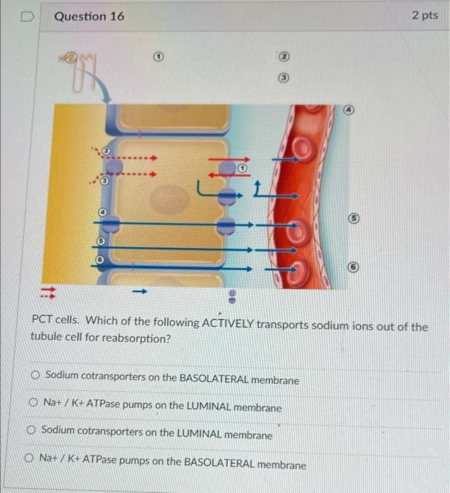 Solved D Question 16 2 pts be PCT cells. Which of the | Chegg.com