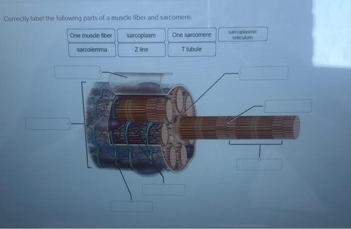 Solved Correctly label the following parts of a muscle fiber | Chegg.com
