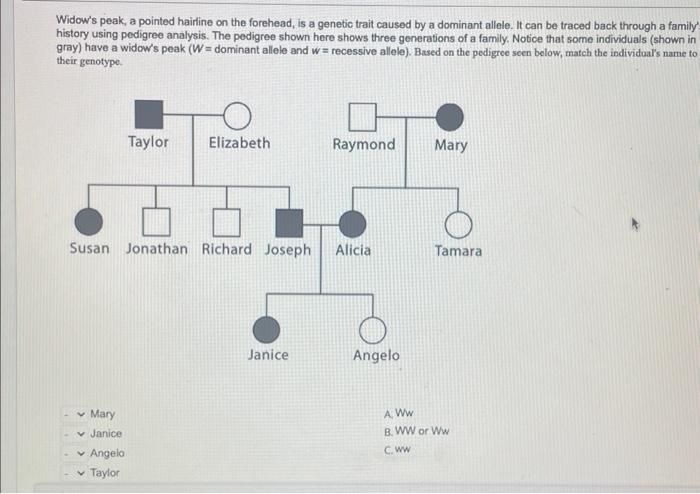 Solved Widow's peak, a pointed hairtine on the forehead, is | Chegg.com