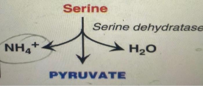 Solved write down all the enzymes that convert the serine | Chegg.com