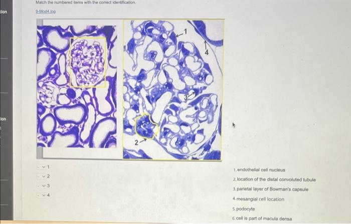 Solved Which organ listed has the special arrangement of | Chegg.com