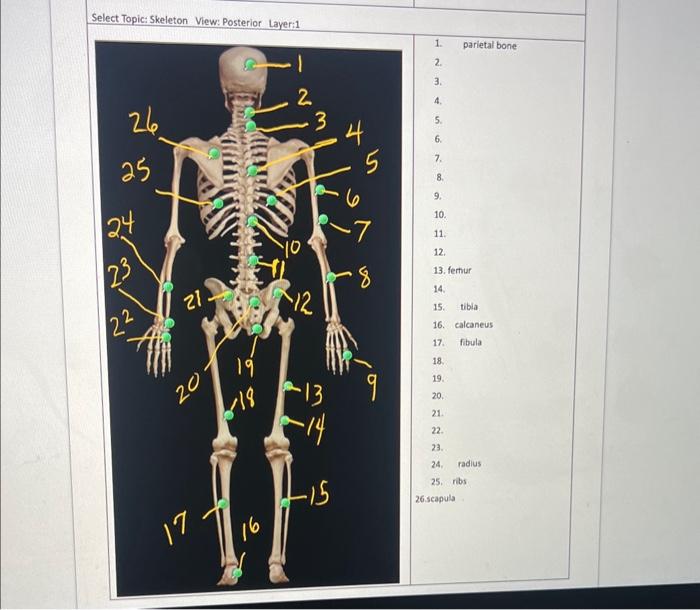 Solved Select Topici Skeleton View: Posterior Laver:1 | Chegg.com