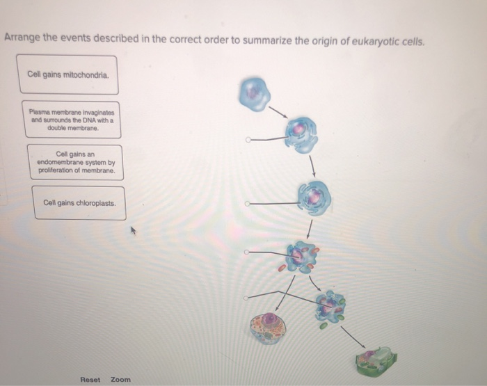Solved Arrange the events described in the correct order to | Chegg.com