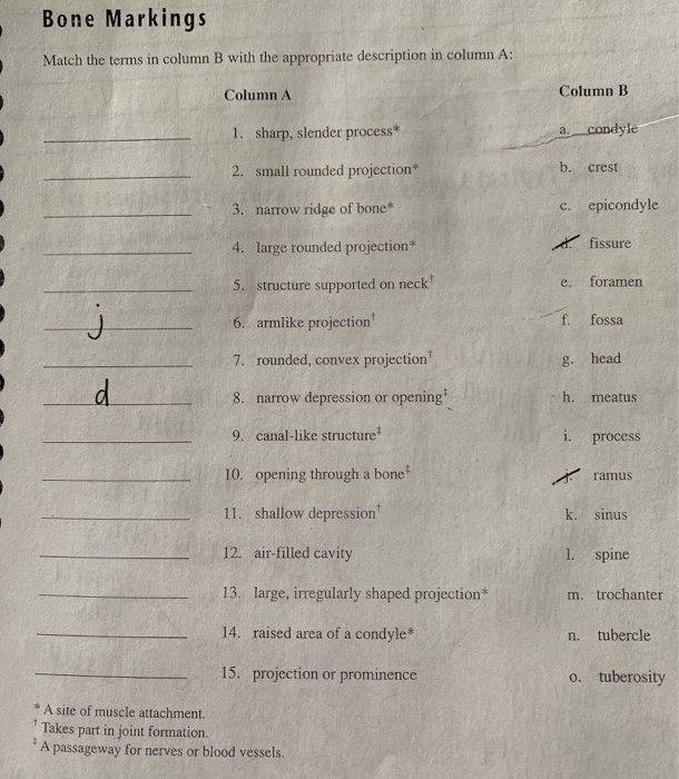 Solved Bone Markings Match the terms in column B with the | Chegg.com