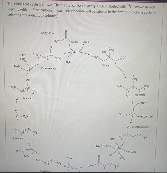 Solved The citric acid cycle is shown. The methyl carbon in | Chegg.com