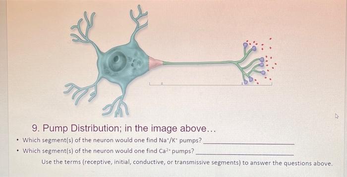 Solved 9. Pump Distribution; in the image above... - Which | Chegg.com