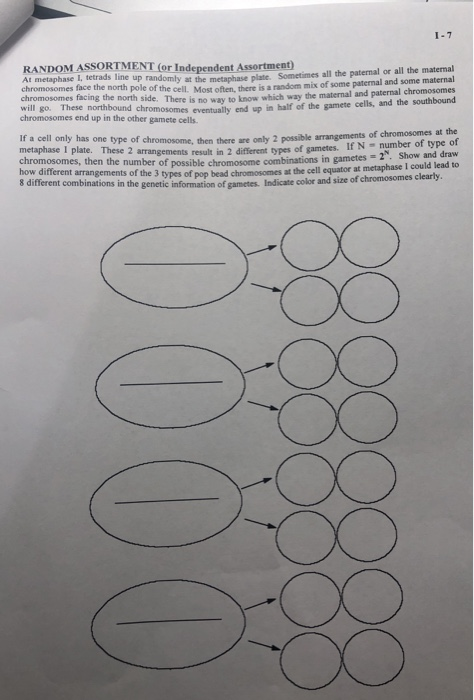 Solved 1-7 RANDOM ASSORTMENT (or Independent Assortment) At | Chegg.com